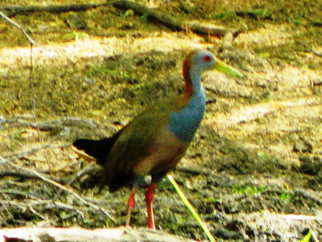 Foto saracuruçu (Aramides ypecaha) Por Regivaldo Nascimento | Wiki Aves ...