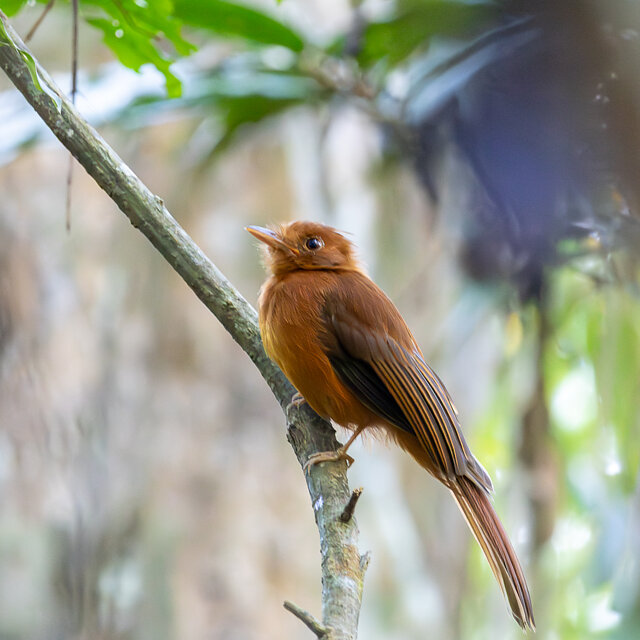 Foto flautim-rufo (Cnipodectes superrufus) Por Nina Wenóli | Wiki Aves ...