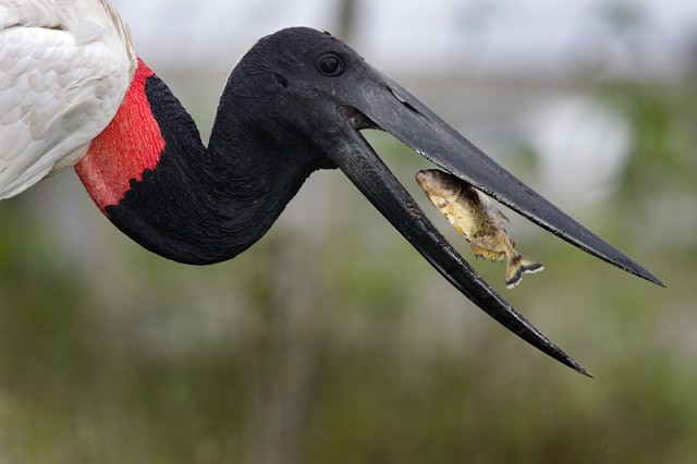 Foto tuiuiú (Jabiru mycteria) Por Virginio Sanches | Wiki Aves - A ...