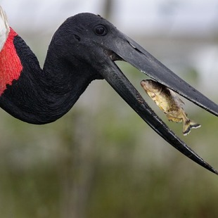 Ciconiiformes | WikiAves - A Enciclopédia das Aves do Brasil