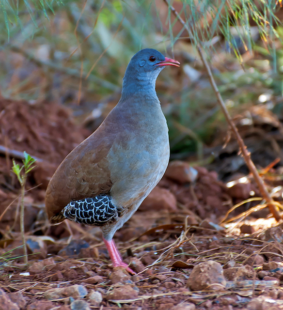 Foto inhambu-chororó (Crypturellus parvirostris) Por Mariza Sanches ...