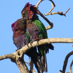 anacã (Deroptyus accipitrinus) | WikiAves - A Enciclopédia das Aves do ...