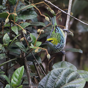 saíra-pintada (Tangara guttata) | WikiAves - A Enciclopédia das Aves do ...