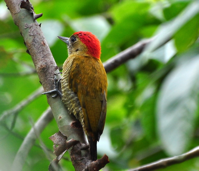 Foto pica-pau-pequeno (Veniliornis passerinus) Por Ricardo Gentil ...