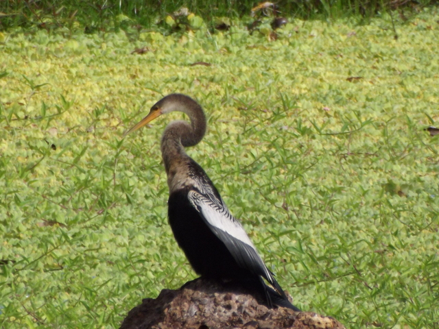 Foto biguatinga (Anhinga anhinga) Por Leandro Andrade | Wiki Aves - A Enciclopédia das Aves do ...