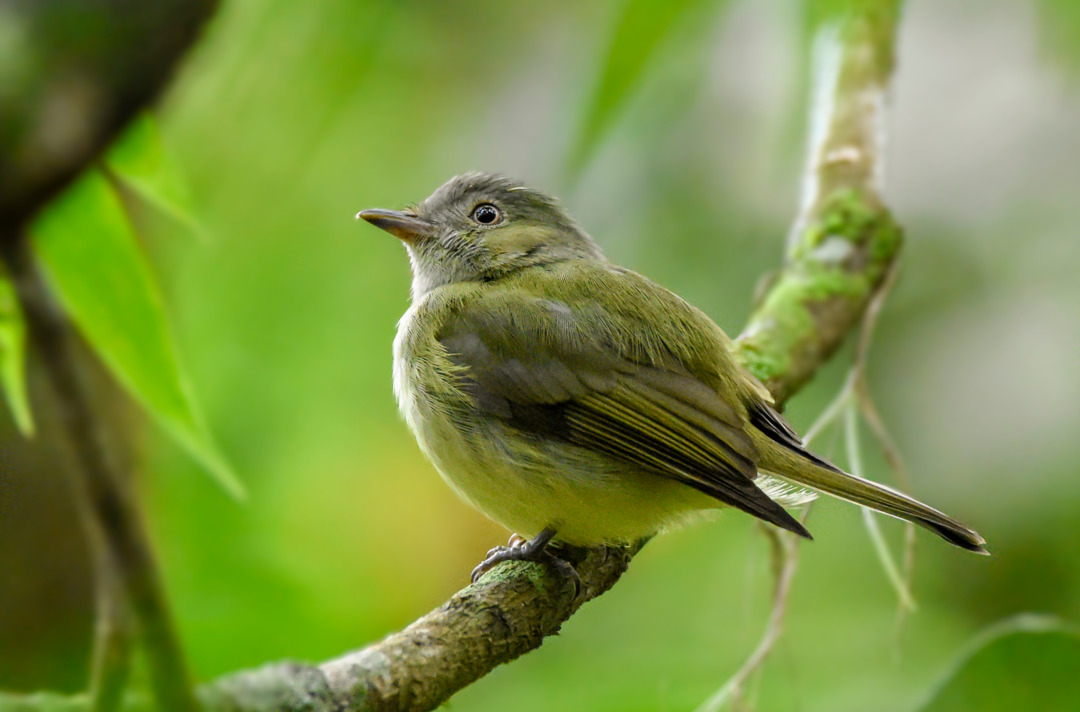 Foto fruxu-baiano (Neopelma aurifrons) Por Roseanne Almeida | Wiki Aves ...