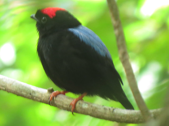 Foto tangará-príncipe (Chiroxiphia pareola) Por Elisangela G. Pereira ...