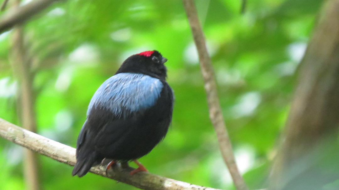 Foto tangará-príncipe (Chiroxiphia pareola) Por Elisangela G. Pereira ...