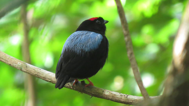 Foto tangará-príncipe (Chiroxiphia pareola) Por Elisangela G. Pereira ...
