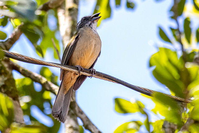Foto trinca-ferro (Saltator similis) Por Jezuel Serafim | Wiki Aves - A ...