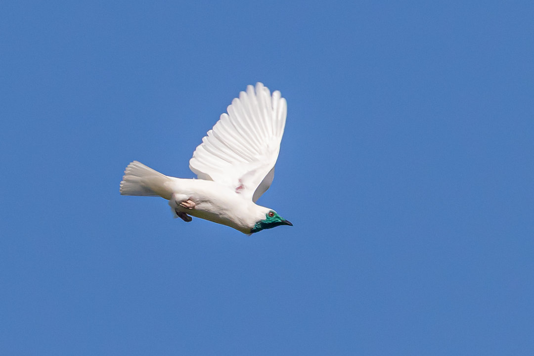 Foto araponga (Procnias nudicollis) Por Adriano Gonçalves 2 | Wiki Aves ...