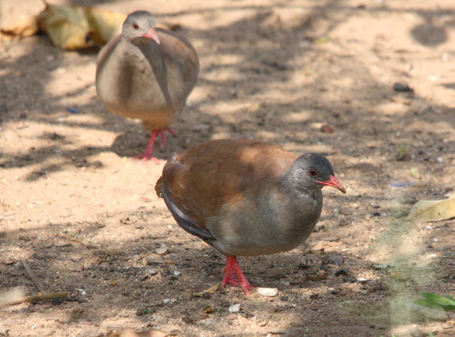 inhambu-chororó (Crypturellus parvirostris) | WikiAves - A Enciclopédia ...