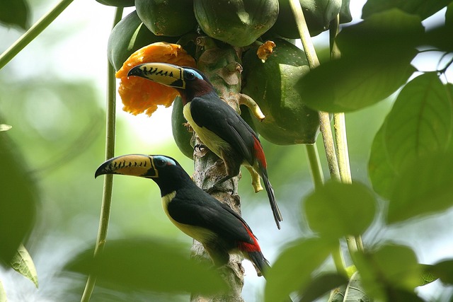 araçari-de-bico-riscado (Pteroglossus inscriptus) | WikiAves - A ...