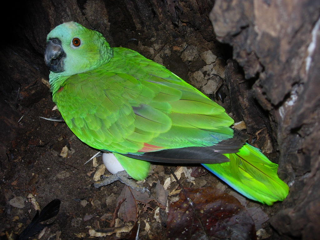 Foto papagaio-verdadeiro (Amazona aestiva) Por Thiago Filadelfo | Wiki ...