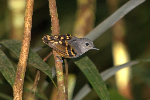Foto choquinha-de-barriga-ruiva (Isleria guttata) Por Luiz Fernando ...