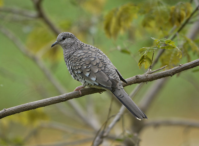 Foto rolinha-fogo-apagou (Columbina squammata) Por Fausto Araújo | Wiki ...