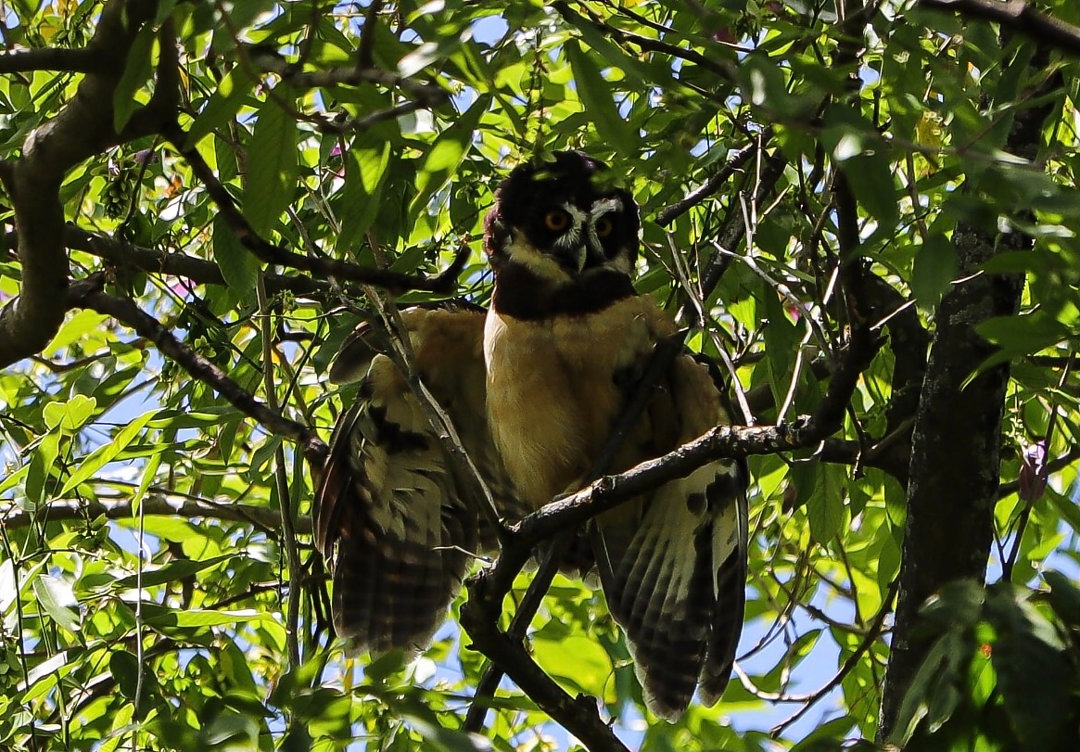 Foto murucututu (Pulsatrix perspicillata) Por Bárbara Walmsley | Wiki ...
