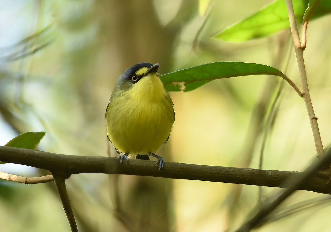 Foto teque-teque (Todirostrum poliocephalum) Por Alexandre Picoli ...