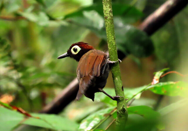 Foto mãe-de-taoca-arlequim (Rhegmatorhina berlepschi) Por Fernando ...