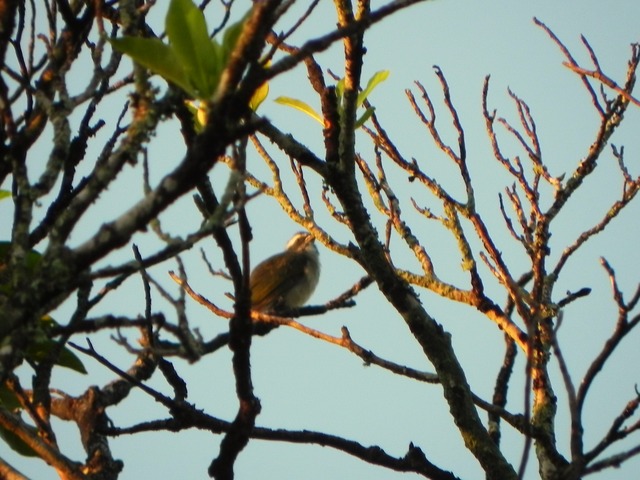 Foto trinca-ferro (Saltator similis) Por Mario e Mônica | Wiki Aves - A ...