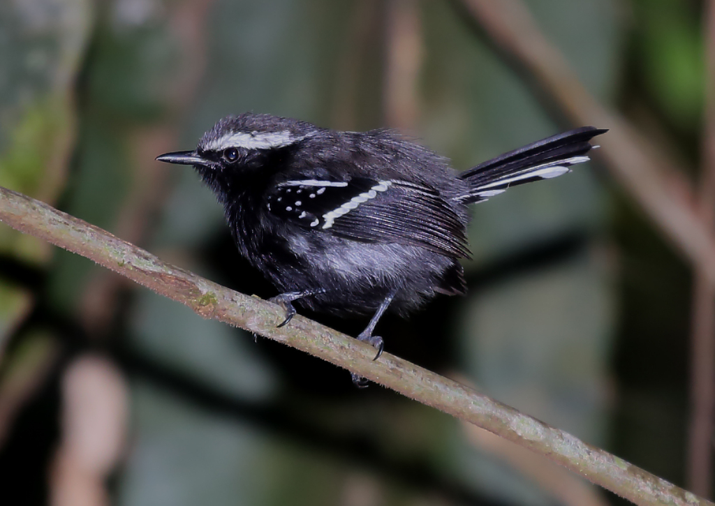 Foto formigueiro-de-barriga-preta (Formicivora melanogaster) Por André ...
