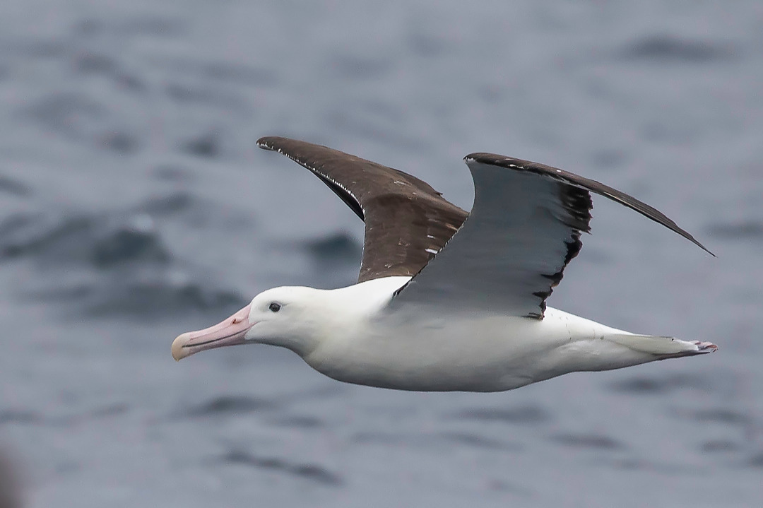 Foto albatroz-real (Diomedea epomophora) Por Ademir Carletti | Wiki ...