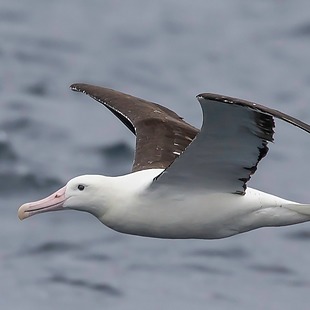 albatroz-real (Diomedea epomophora) | WikiAves - A Enciclopédia das ...