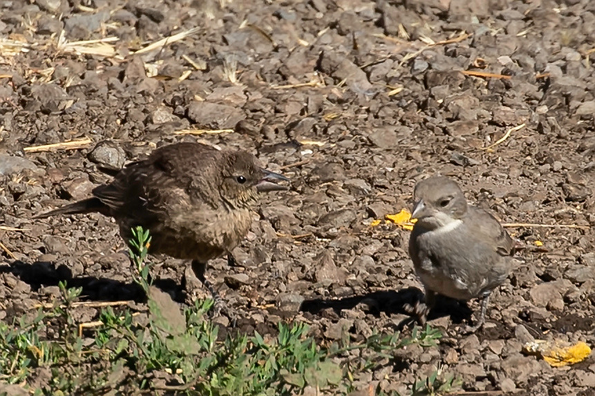 Foto chupim (Molothrus bonariensis) Por Ademir Carletti | Wiki Aves - A ...