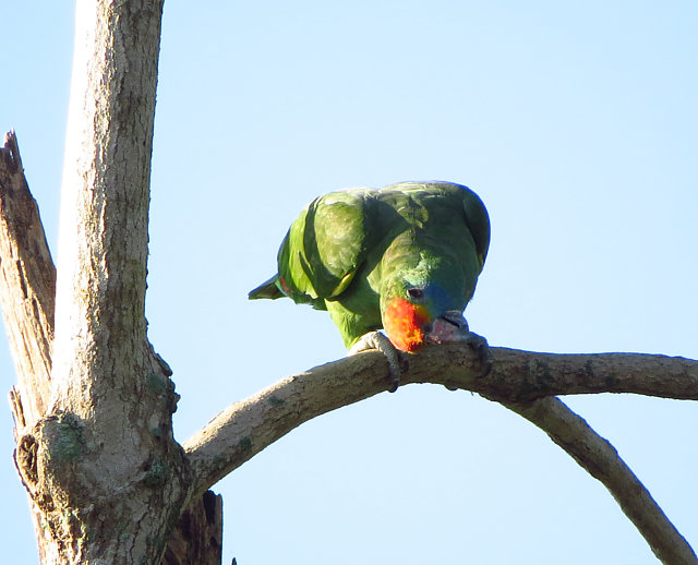 Foto chauá (Amazona rhodocorytha) Por Victor Biasutti | Wiki Aves - A ...