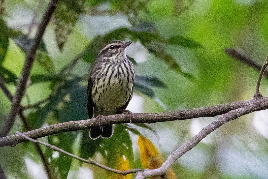 Foto abana-rabo-de-baixada (Parkesia noveboracensis) Por Publio ...