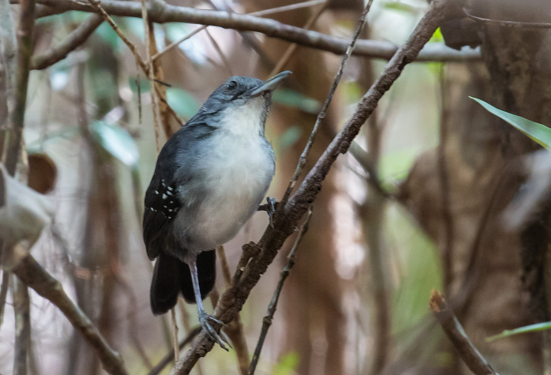 Foto formigueiro-de-yapacana (Aprositornis disjuncta) Por José Bauer ...