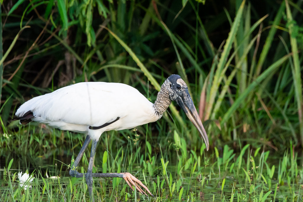 Foto cabeça-seca (Mycteria americana) Por Nina Wenóli | Wiki Aves - A ...