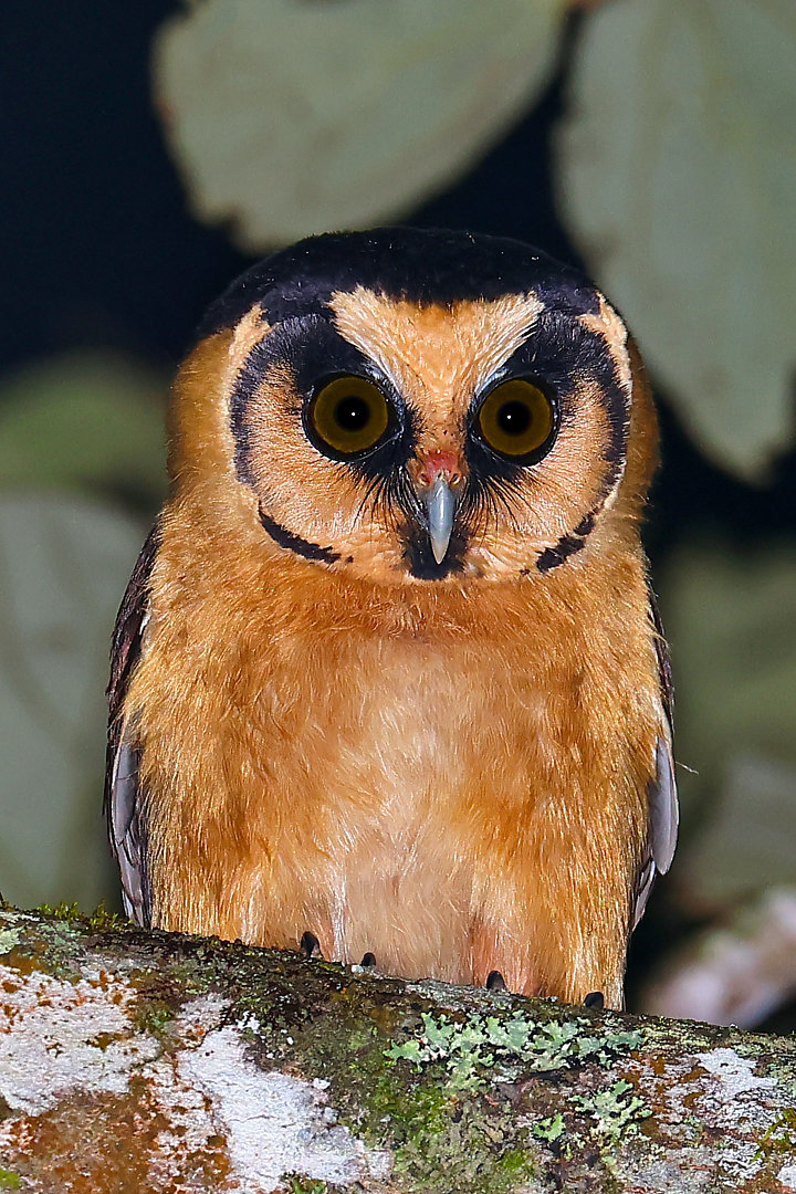 Foto caburé-acanelado (Aegolius harrisii) Por antonio amaral | Wiki ...