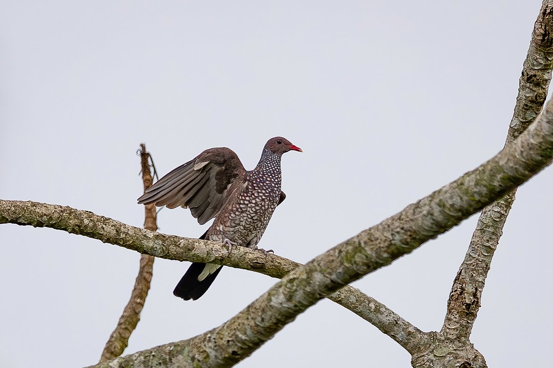 Foto pomba-trocal (Patagioenas speciosa) Por André Camargo | Wiki Aves ...