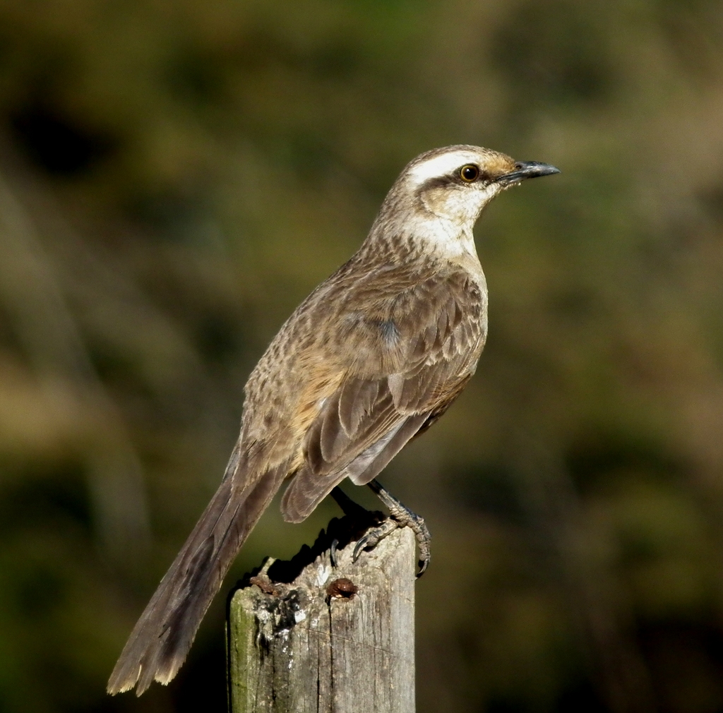 Foto sabiá-do-campo (Mimus saturninus) Por Wellington Santos | Wiki ...