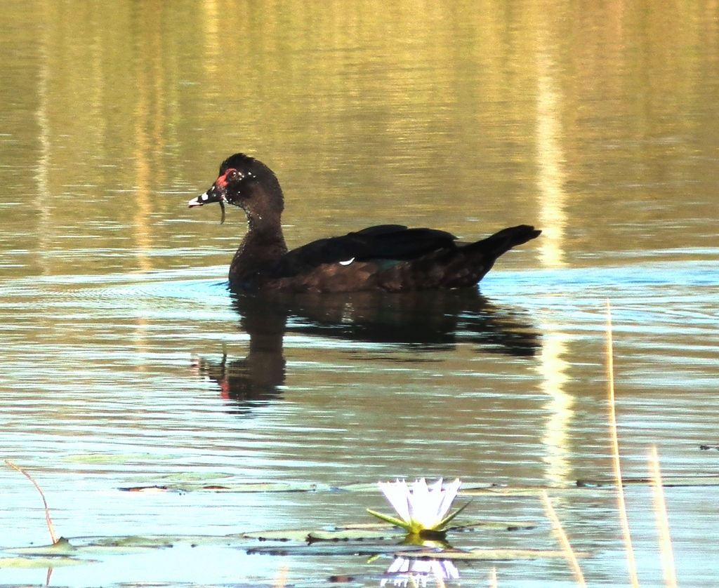 Foto pato-do-mato (Cairina moschata) Por Wellington Santos | Wiki Aves ...
