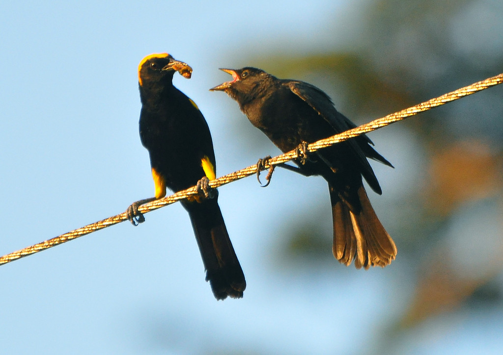 Foto chupim (Molothrus bonariensis) Por Vanilce Souza | Wiki Aves - A ...
