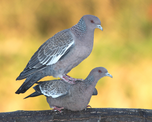 pomba-asa-branca (Patagioenas picazuro) | WikiAves - A Enciclopédia das ...