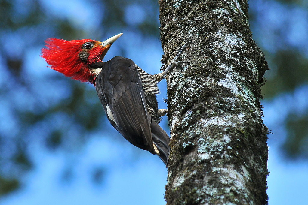 Foto pica-pau-de-cara-canela (Celeus galeatus) Por Rudimar Cipriani | Wiki Aves - A Enciclopédia ...