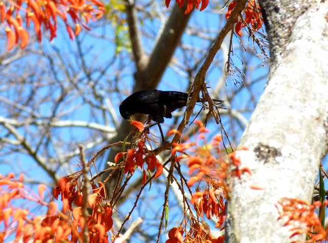 Foto guaxe (Cacicus haemorrhous) Por Marcos W | Wiki Aves - A ...