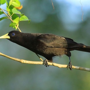 guaxe (Cacicus haemorrhous) | WikiAves - A Enciclopédia das Aves do Brasil