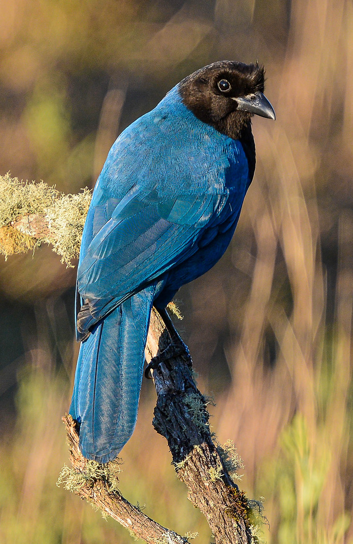 Foto gralha-azul (Cyanocorax caeruleus) Por André Wittmann | Wiki Aves ...