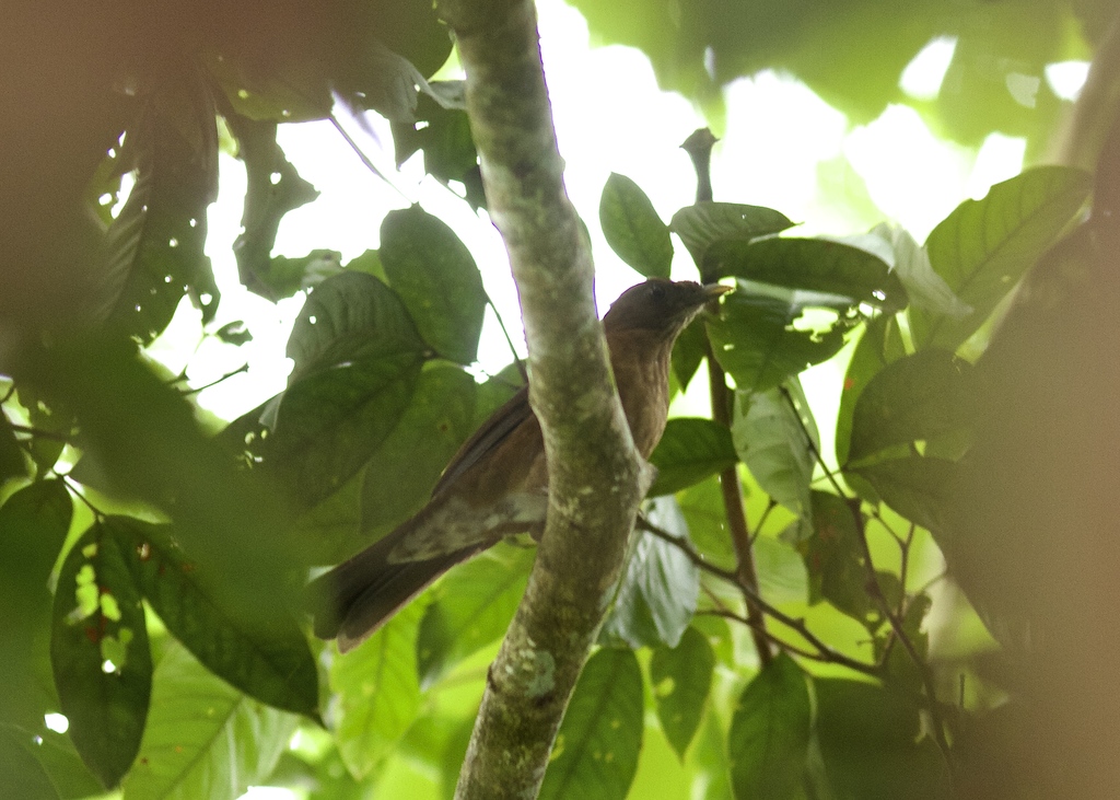 Foto sabiá-da-várzea (Turdus sanchezorum) Por Gabriel Leite | Wiki Aves ...