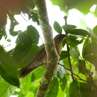 sabiá-da-várzea (Turdus sanchezorum) | WikiAves - A Enciclopédia das ...