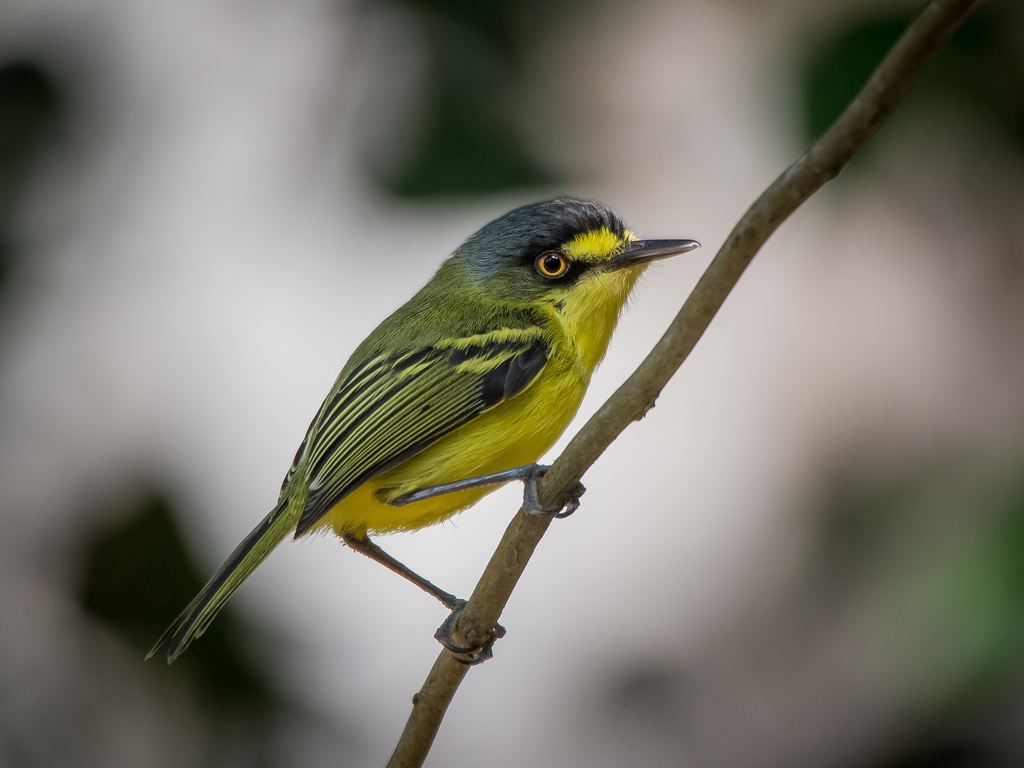 Foto teque-teque (Todirostrum poliocephalum) Por Sergio Costa | Wiki ...