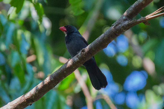 Foto bico-encarnado (Saltator grossus) Por Marcelo Alievi | Wiki Aves ...