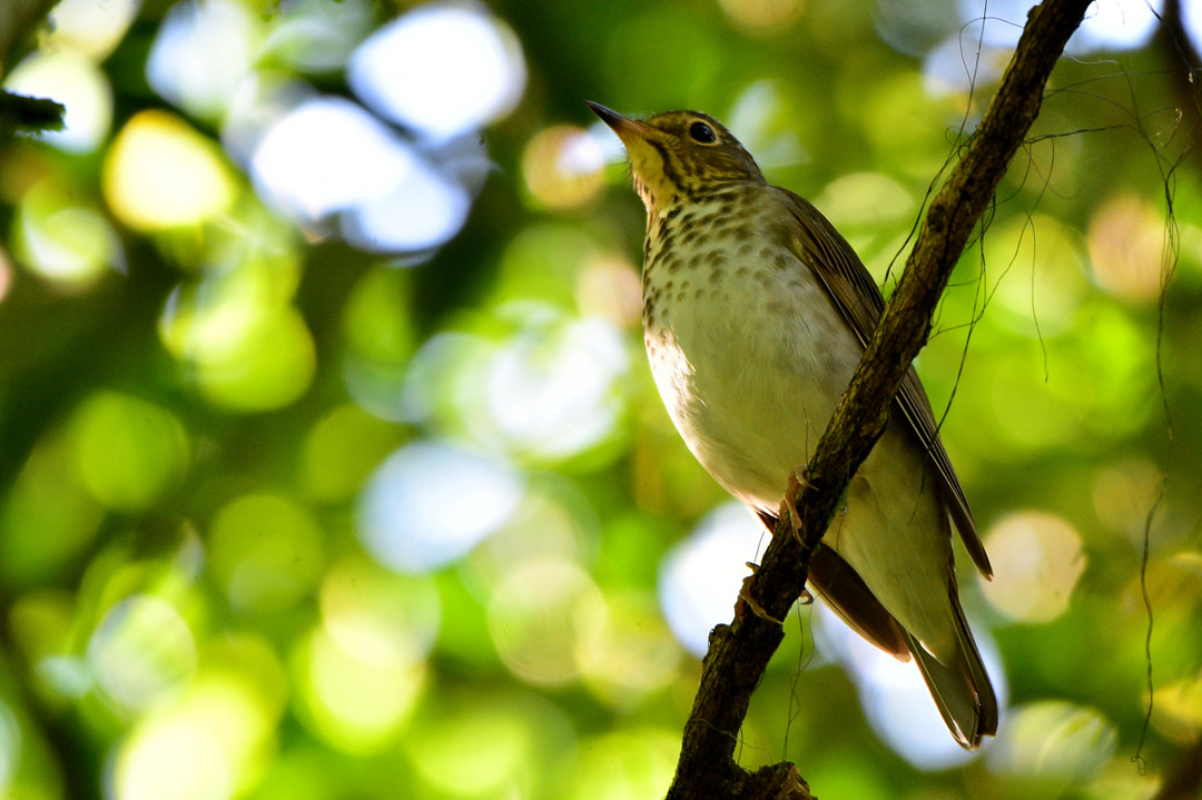 Foto sabiazinho-de-óculos (Catharus swainsoni) Por Sergio Moreira ...