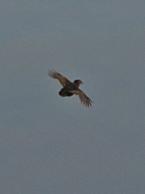 Foto codorna-carapé (Taoniscus nanus) Por Zé Maria | Wiki Aves - A ...