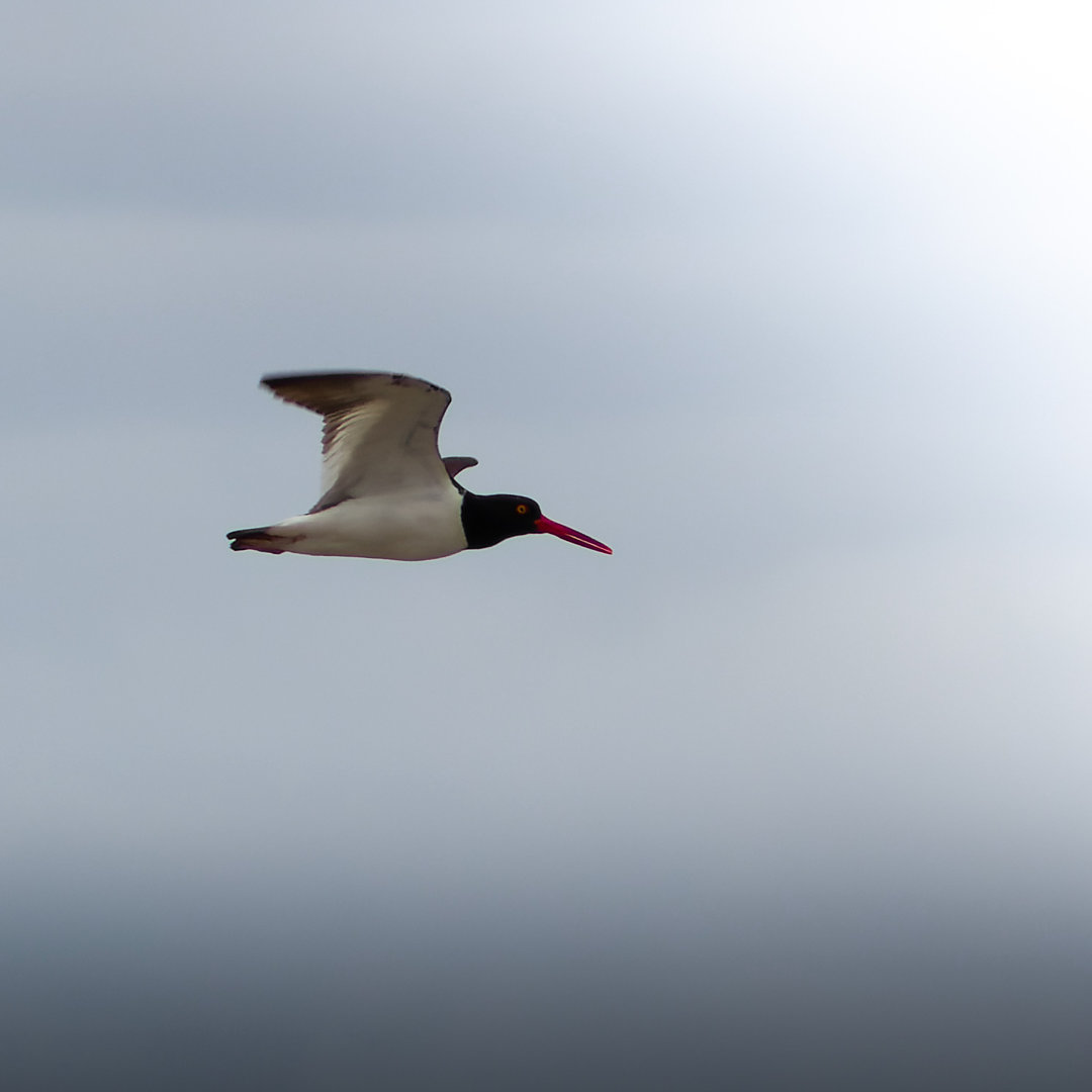 Foto piru-piru (Haematopus palliatus) Por Enéas G. Junior | Wiki Aves ...