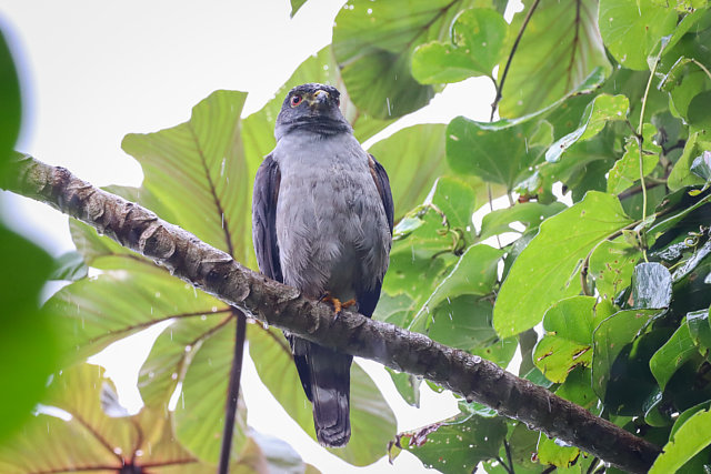 Foto gavião-bombachinha (Harpagus diodon) Por André Camargo | Wiki Aves ...